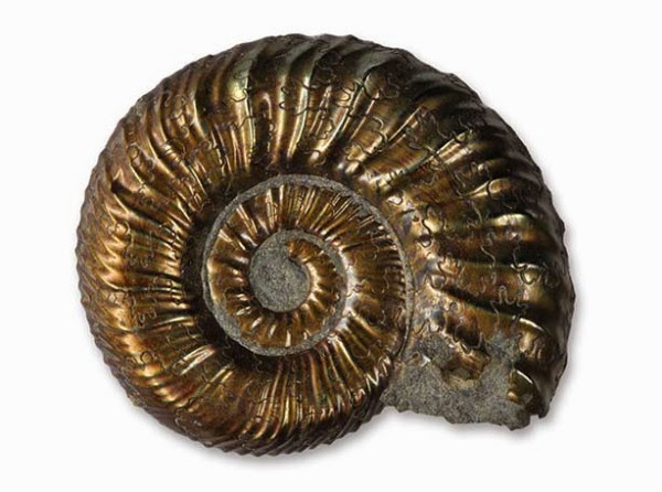 Variety of Life: Ammonitida