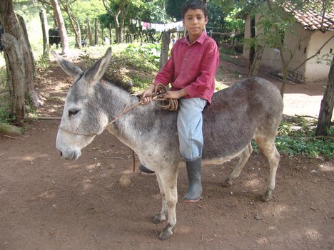 RIDING ON DONKEY: RIDING ON DONKEY