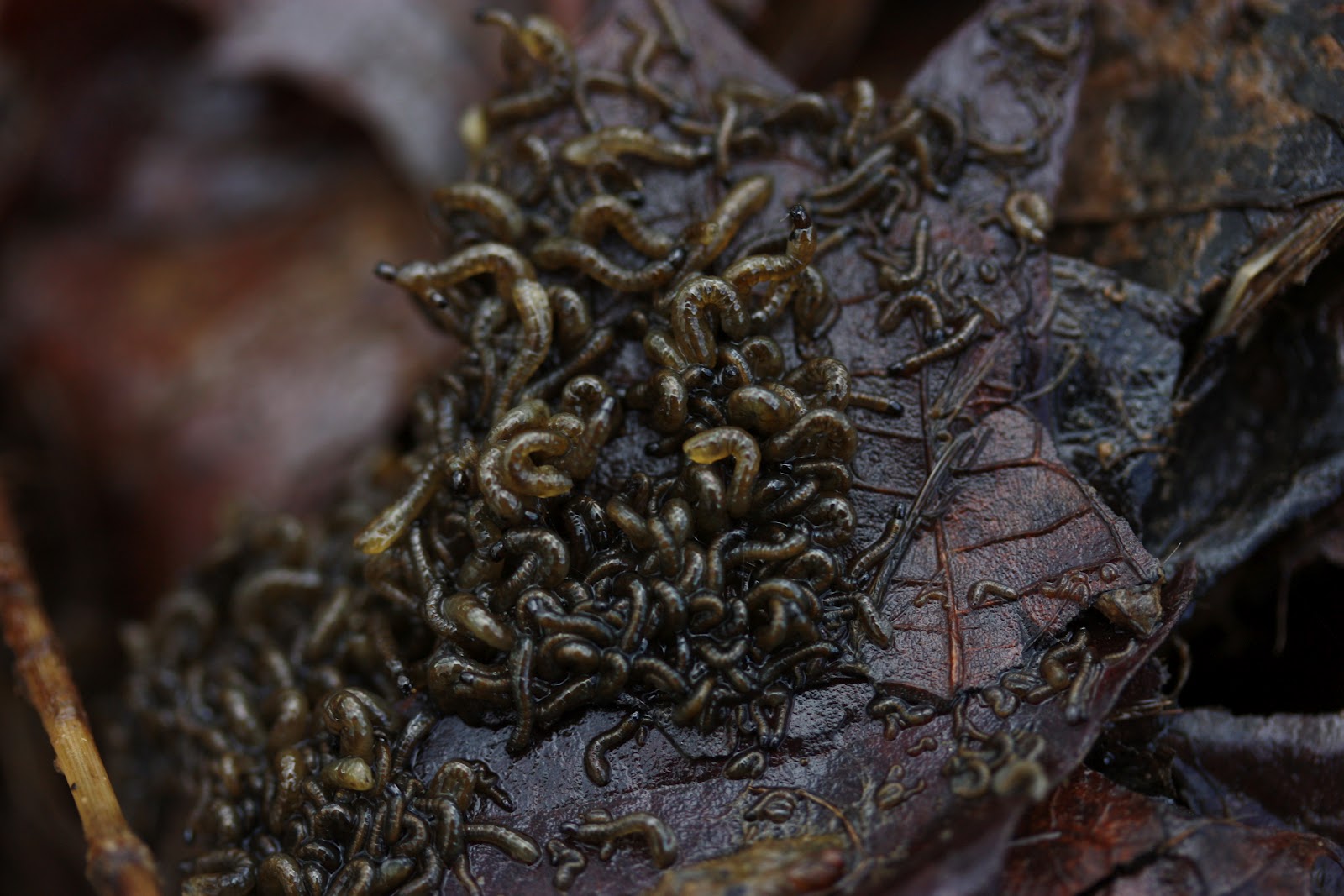Aquatic Insects of Central Virginia: And Yes, The Black Fly Larvae Have ...