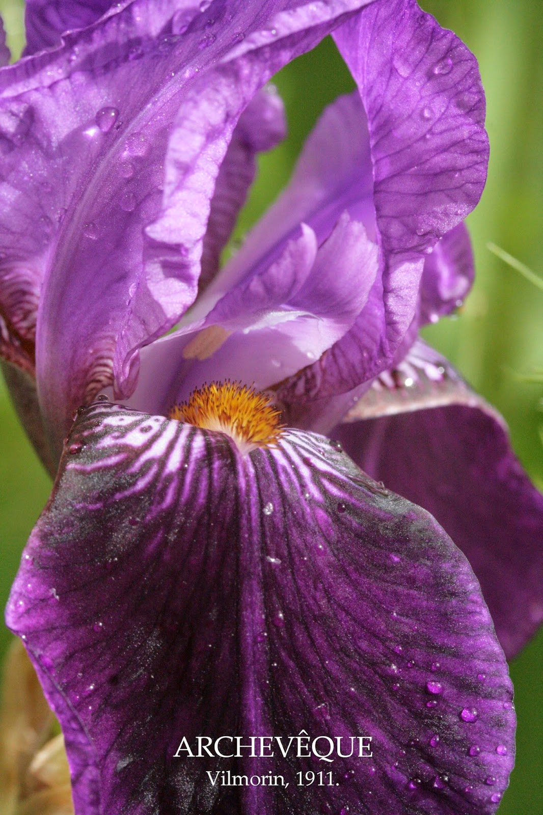 French Historic Intermediate Bearded Iris ARCHEVÊQUE ~ HERITAGE IRISES