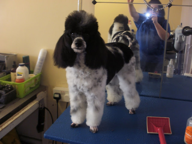 Huxtable The Poodle | Toy Poodle Blog | Parti Poodle: Parti & Blue ...