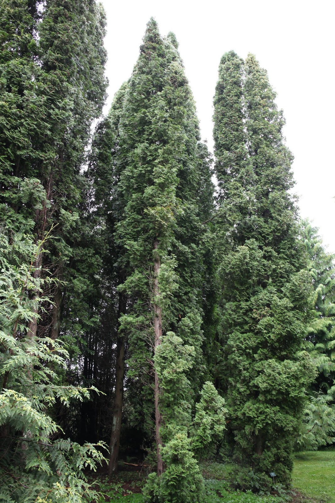 Puittaimede virtuaalherbaarium