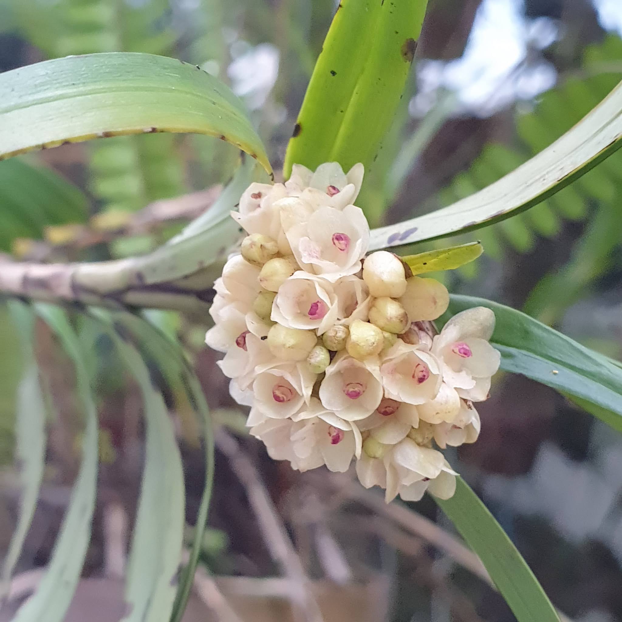 Agrostophyllum callosum