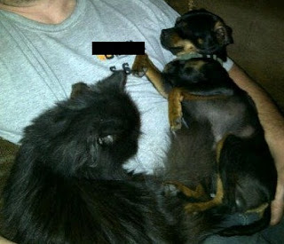 My Life in North Dakota: Pin Tzu (Miniature Pinscher Shih Tzu Cross)