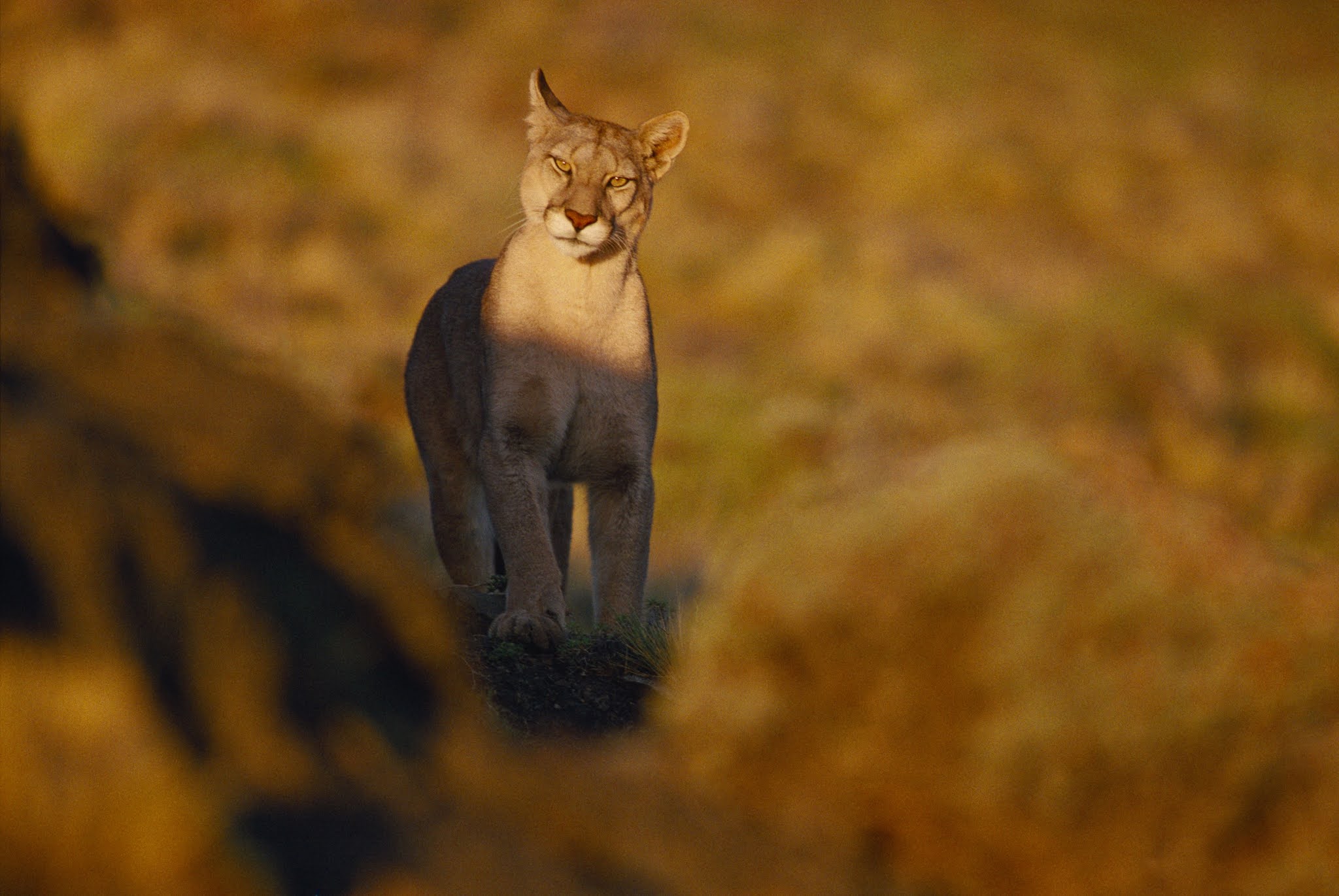 HUGH MILES - WILDLIFE ADVENTURES: SAVING WILDLIFE - PUMA