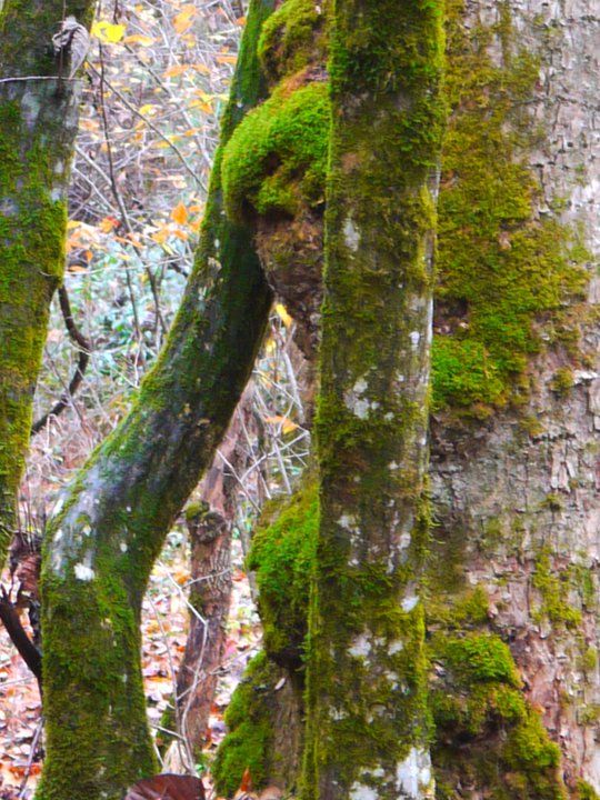 Pareidolia: A New Look At Faces in Nature