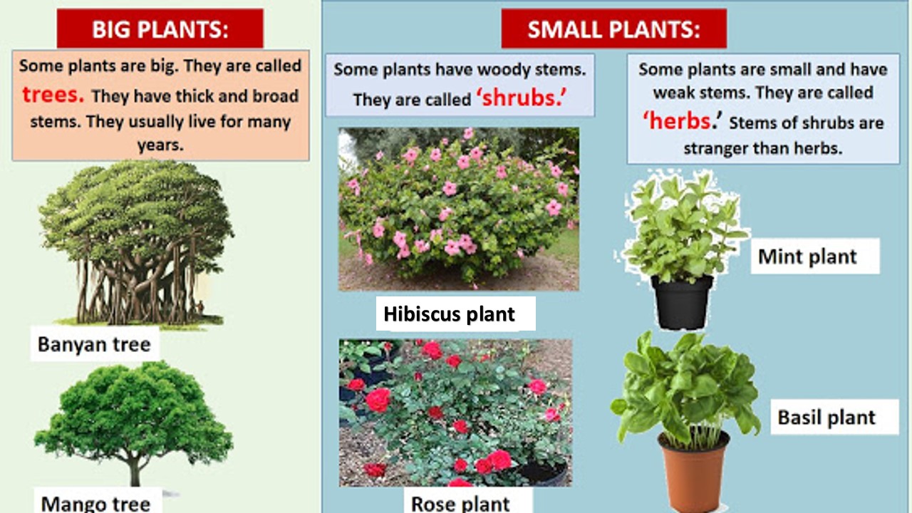 Let s Plant Our Green Friends Lesson Plan And Interactive Activities let-s-plant-our-green-friends-lesson-plan-and-interactive-activities