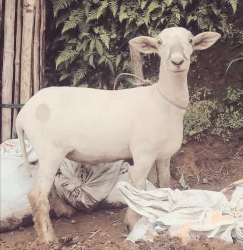 Cara mudah ternak kambing domba : MENGENAL DOMBA MERINO
