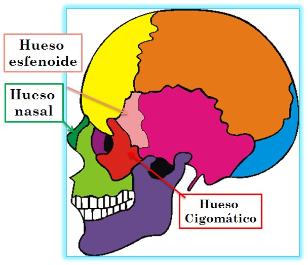 EL SISTEMA ÓSEO: DIVISIÓN DEL ESQUELETO..!
