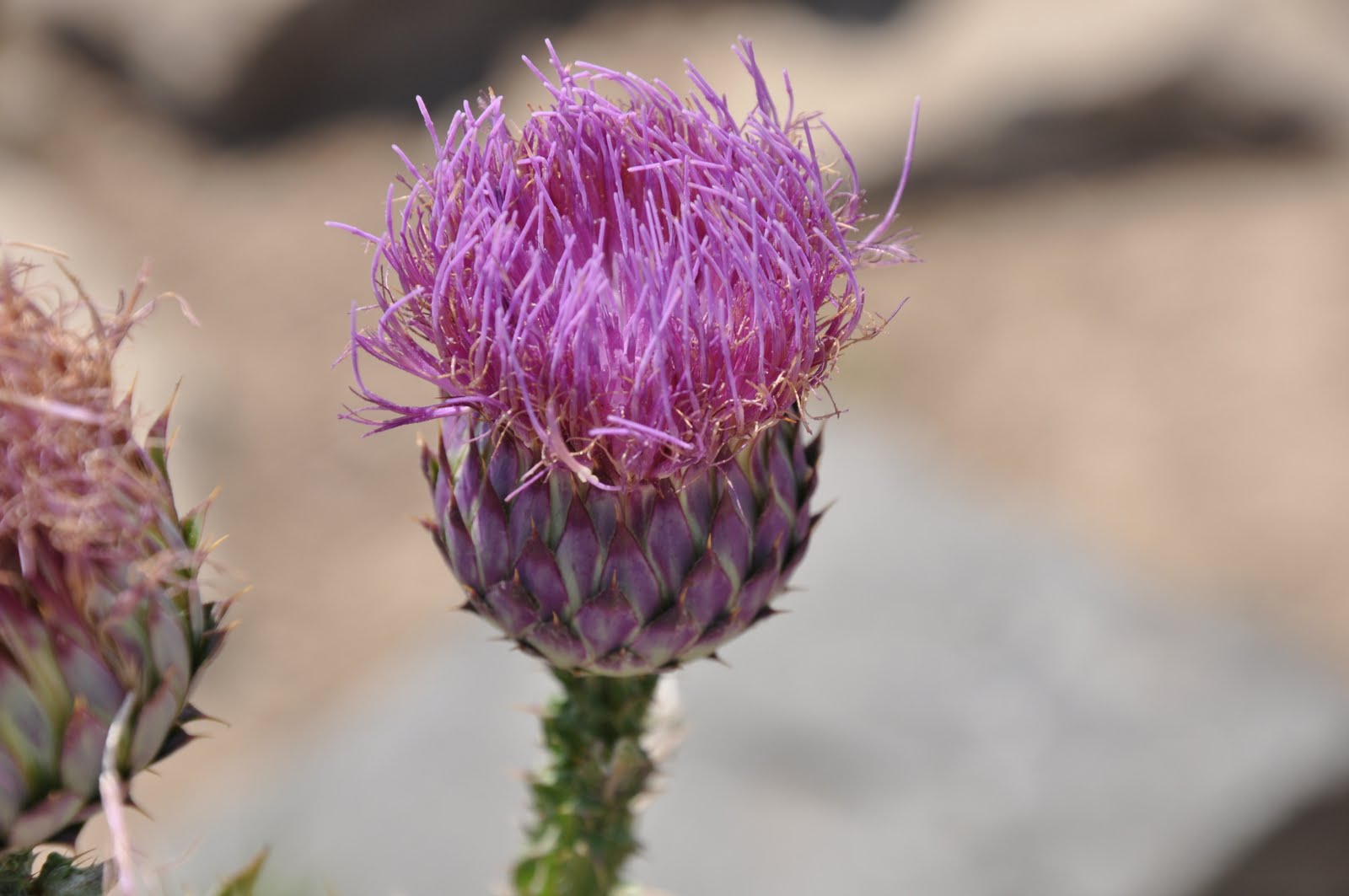 Lapis Gabinus: official blog of the Gabii Project: Fourth week at Gabii