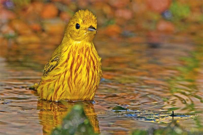 The Yellow Warbler Beautiful Bird | The Wildlife