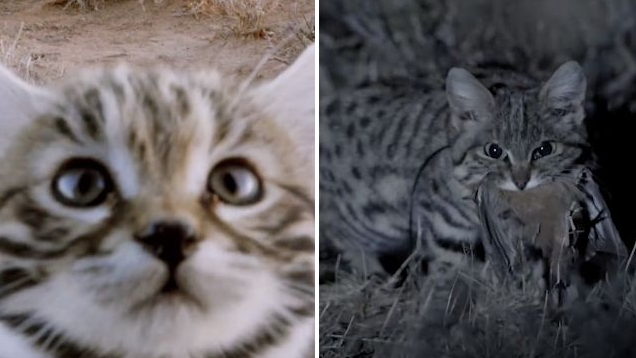 White Wolf : The world’s deadliest cat is the cutest little kitty we’ve ...