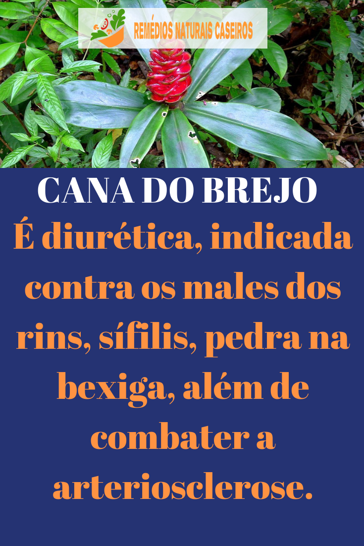 Benefícios da Cana-do-Brejo