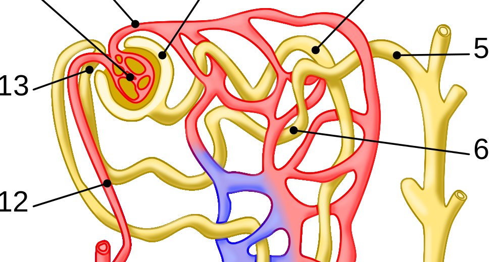 Nefron Ginjal (Artikel Lengkap) - Berandaku | Berandaku