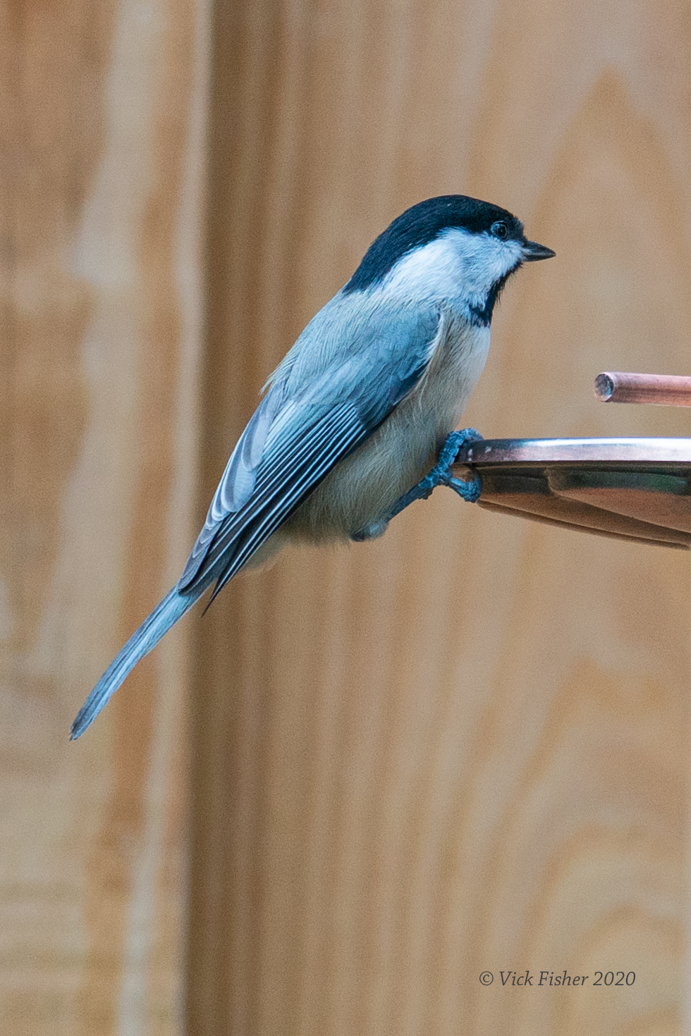 Vick and Jennifer's Travels: Woodpeckers, Chickadees, and Titmice