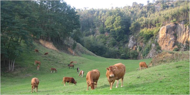 Ganado Limusin: Principales características de la raza Limousin