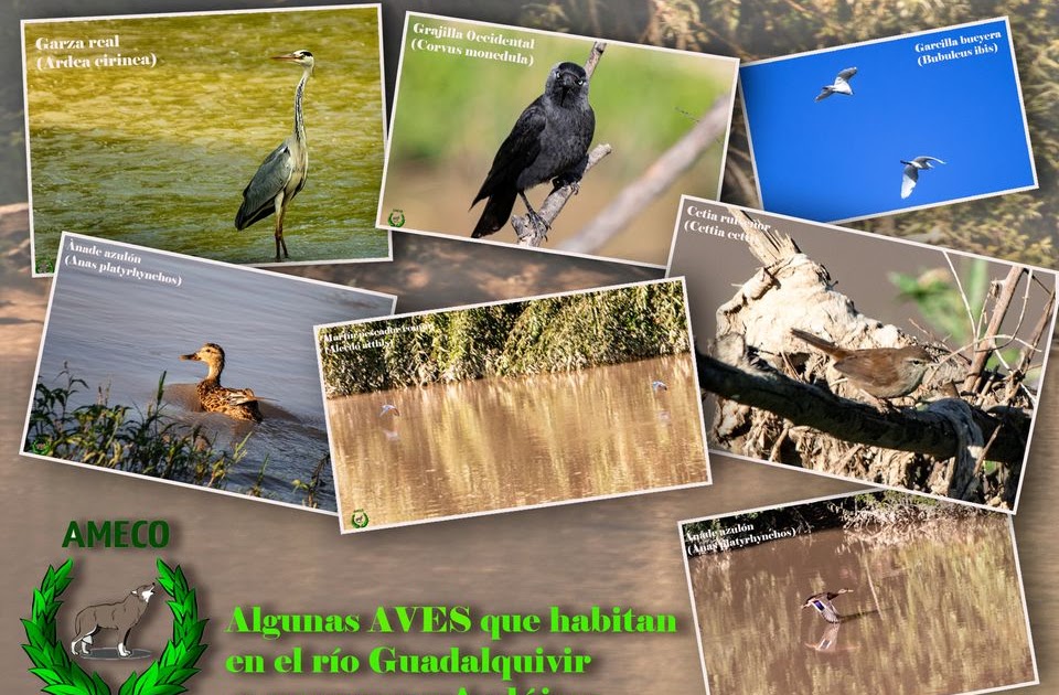Collage de aves