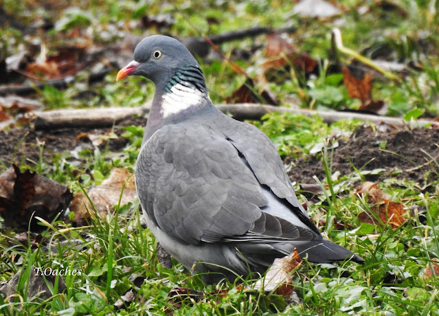 PASARI DIN ROMANIA: PORUMBEL SALBATIC GULERAT, Columba palumbus