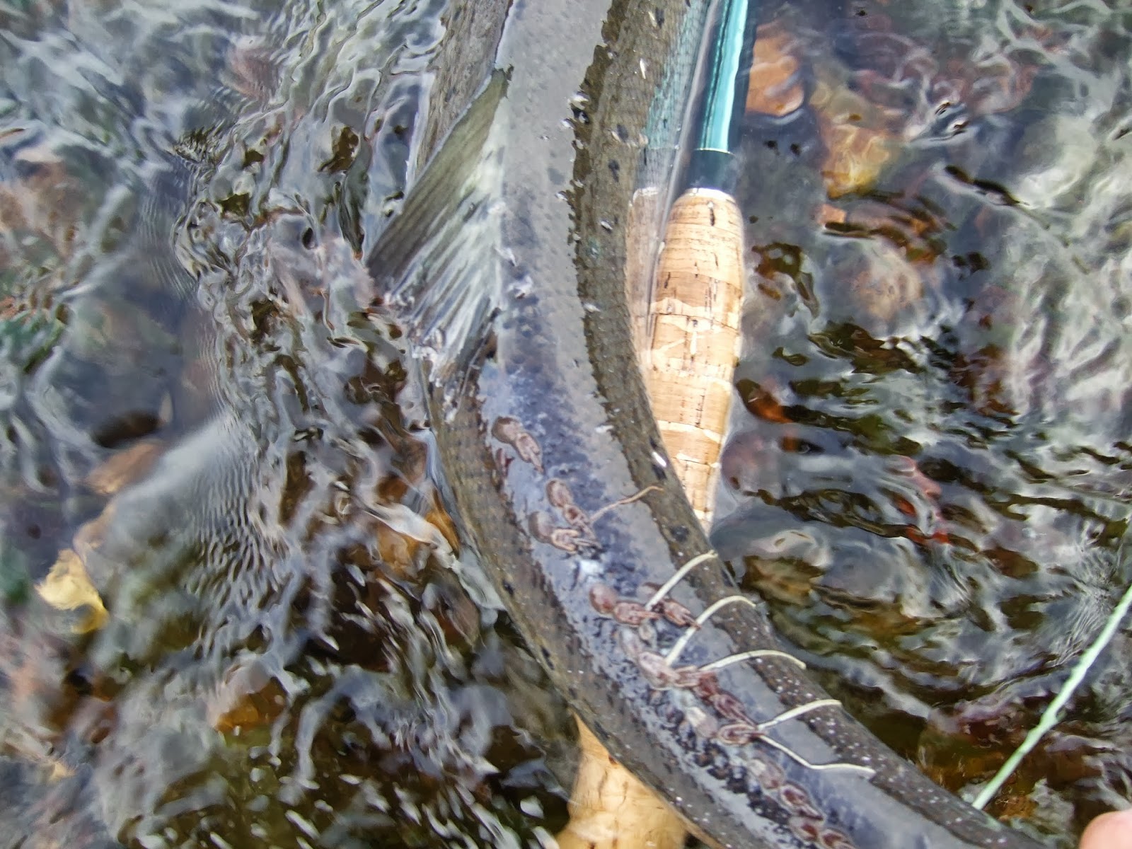 Dee & Don Salmon Fishing: 3 Grilse From The Dee Today