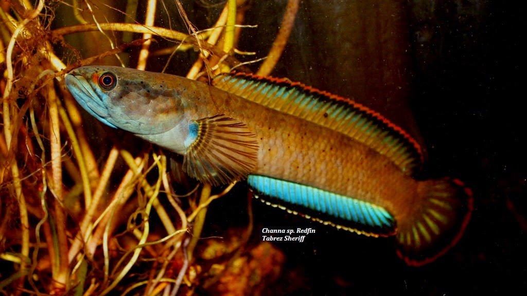 Mahamaya Hiko: Jenis jenis snakehead fish (Channidae family)