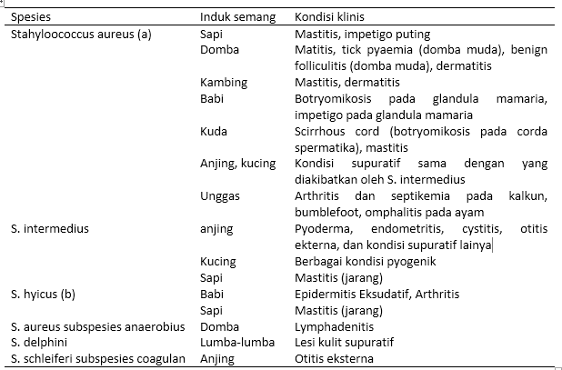 Bakteri Staphylococus sp.pada Hewan (Mikrobiologi) - Mydokterhewan