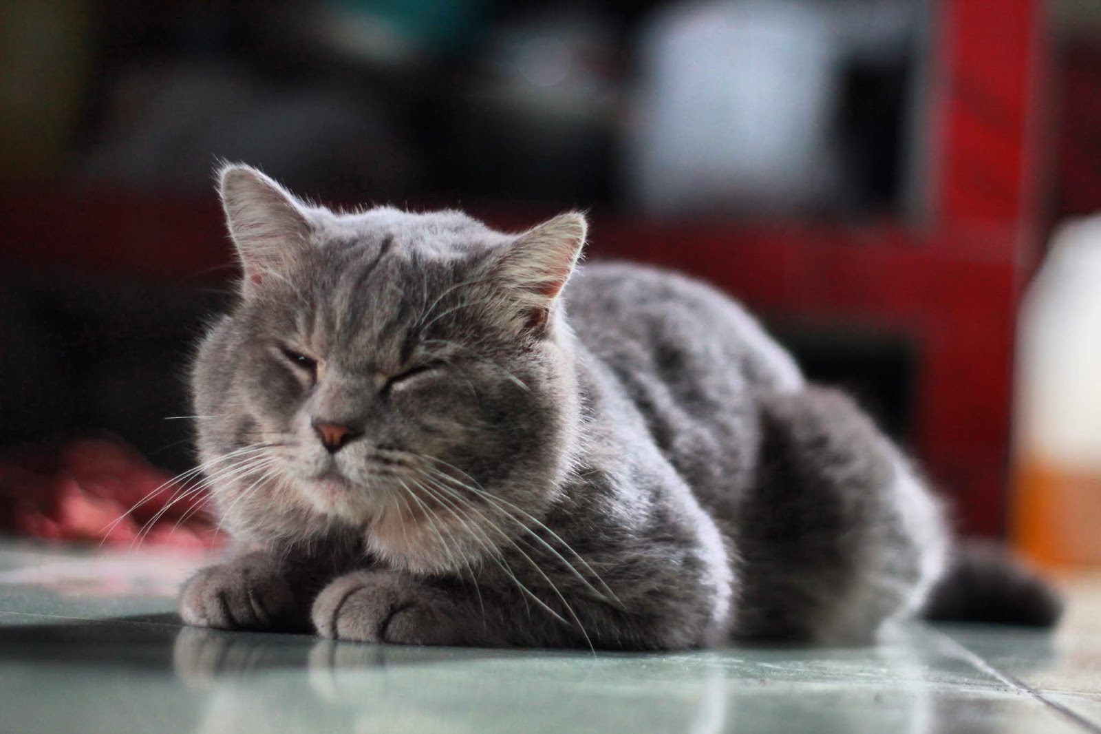 FUS Pada Kucing dan Kematian Pomilo - silviananoerita