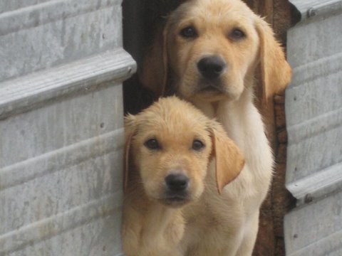 Retriever Labrador: Miniature Labrador Retriever