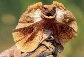 The Animal Blog: frill-necked lizard,