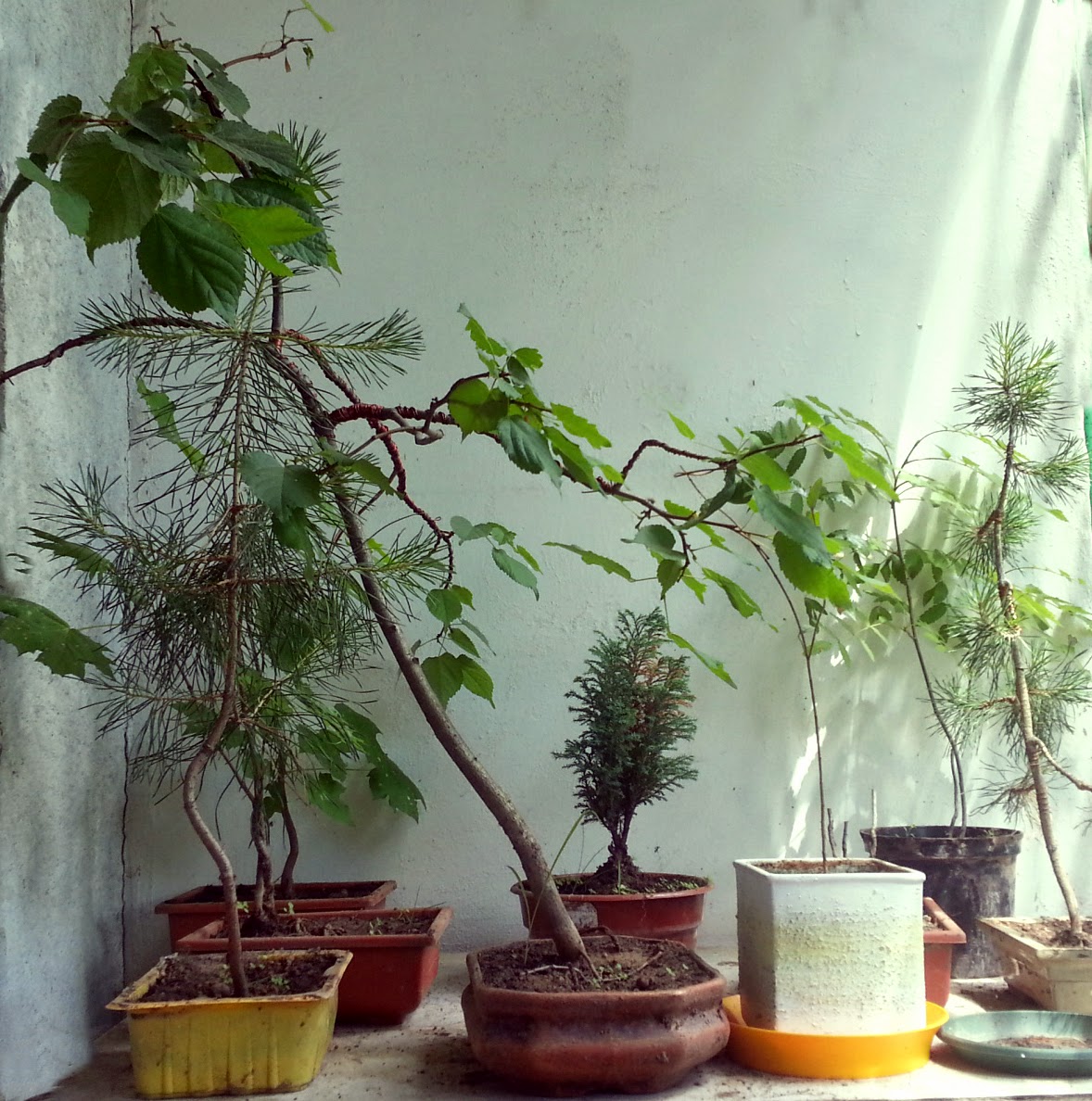 Viskas apie bonsai medelius
