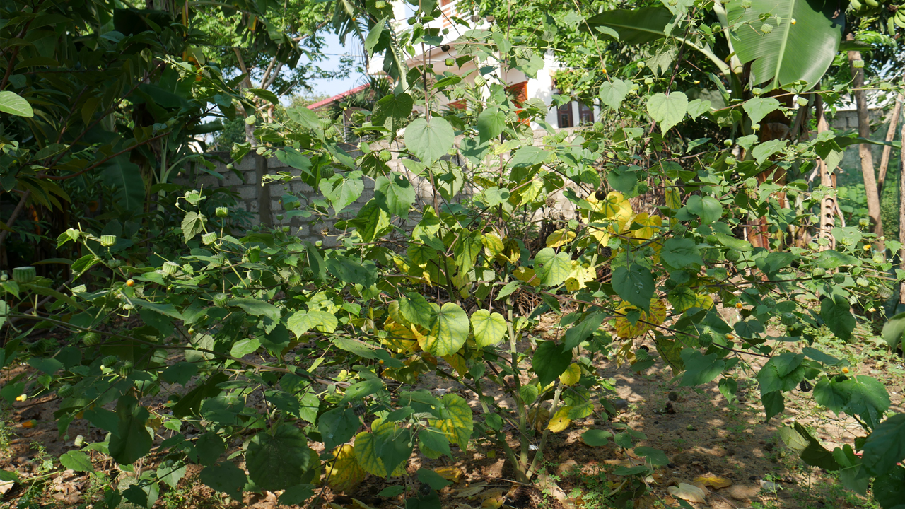 Whoa! I Can't Believe Indian Mallow (Atibala) That Fight Disease