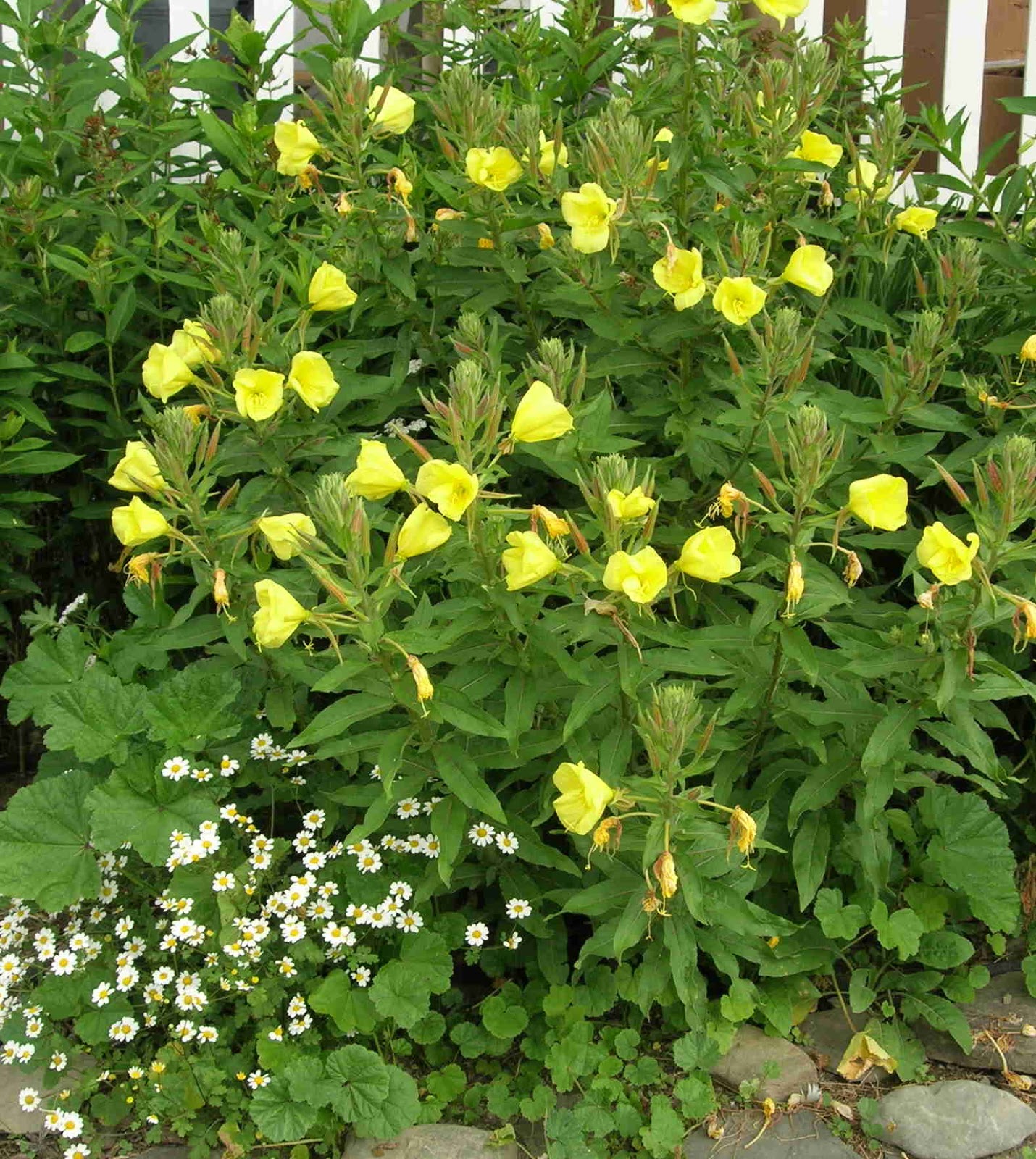 EZAN ÇİÇEĞİ - Oenothera Evening primrose