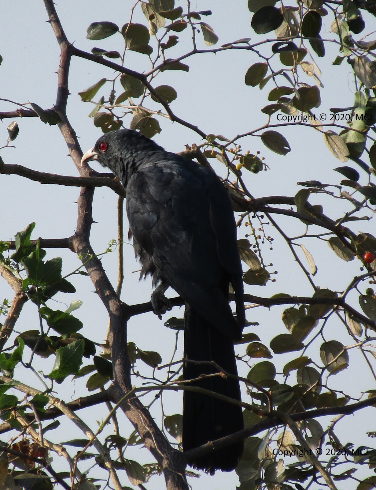 know about kannada and Karnataka: Have you seen the bird Asian Koel ...