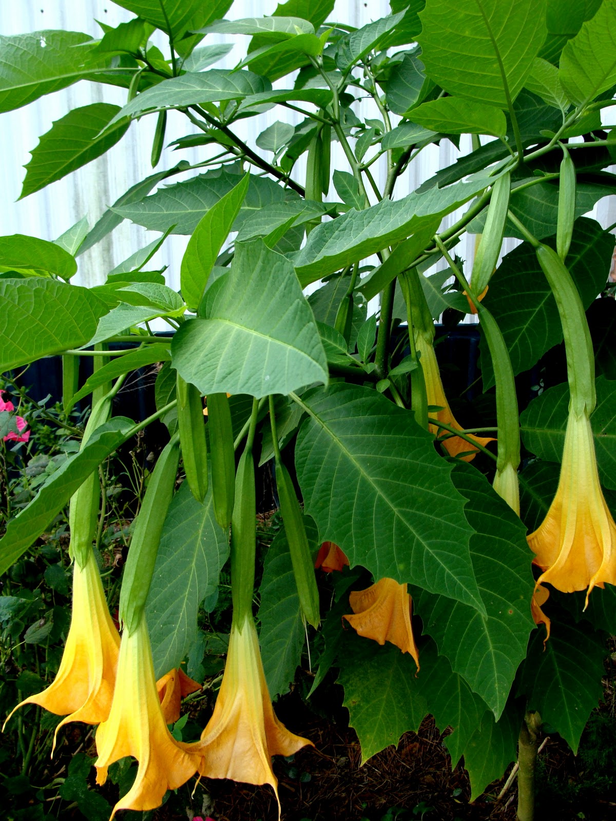 The Tomorrow Trunk: The Miracle of the Angel's Trumpet