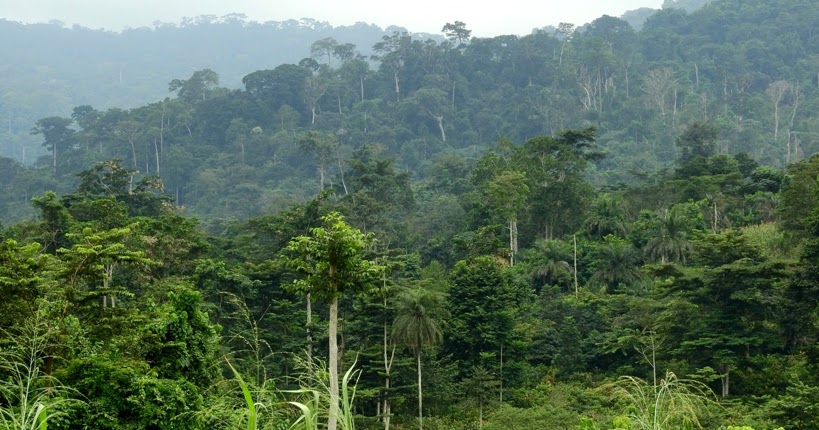 Viajes naturalistas y otras hierbas: Ghana 1 (2017) Viaje a las selvas ...