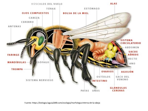 LA COLMENA: MORFOLOGÍA DE LAS ABEJAS