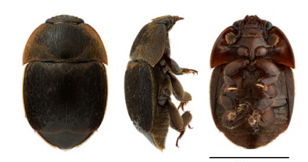 JC's Bee Blog: Small Hive Beetle Fact Sheet