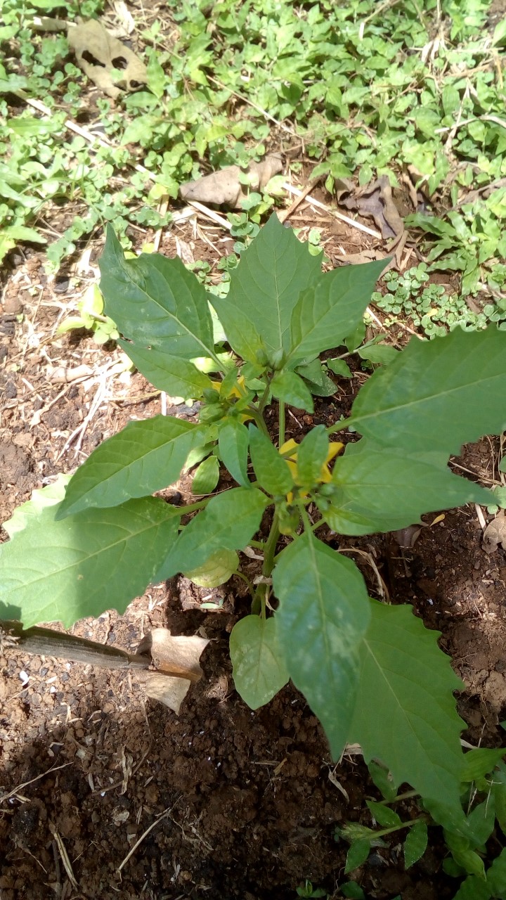 Acuaponía, jardines agroecológicos, permacultura. Huerto/Solar ...