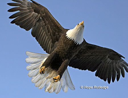Eagle | Info-Facts and Photos | The Wildlife