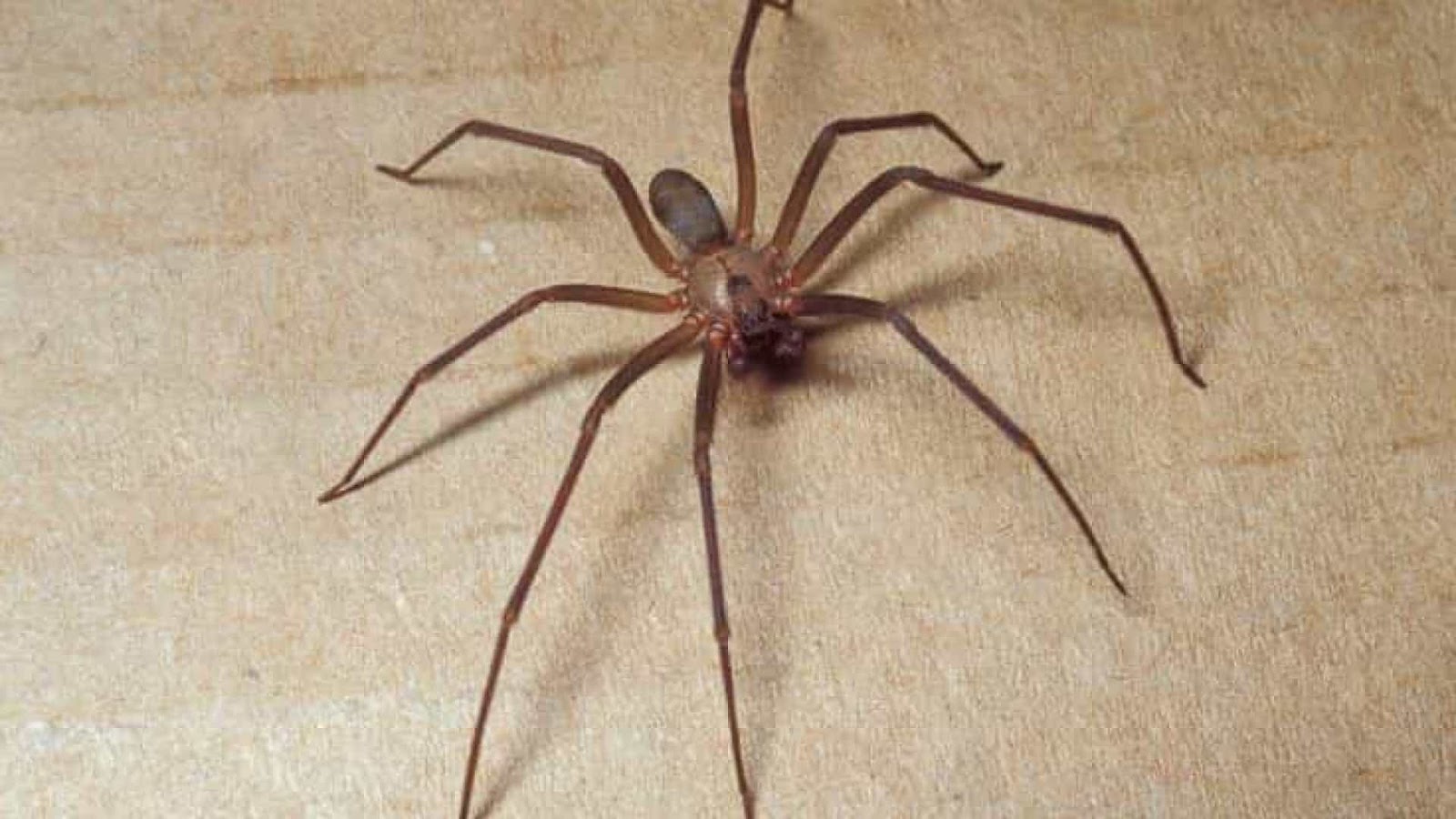 SURINAME MIRROR - Kwalitatief de beste!: Braziliaan sterft aan ...