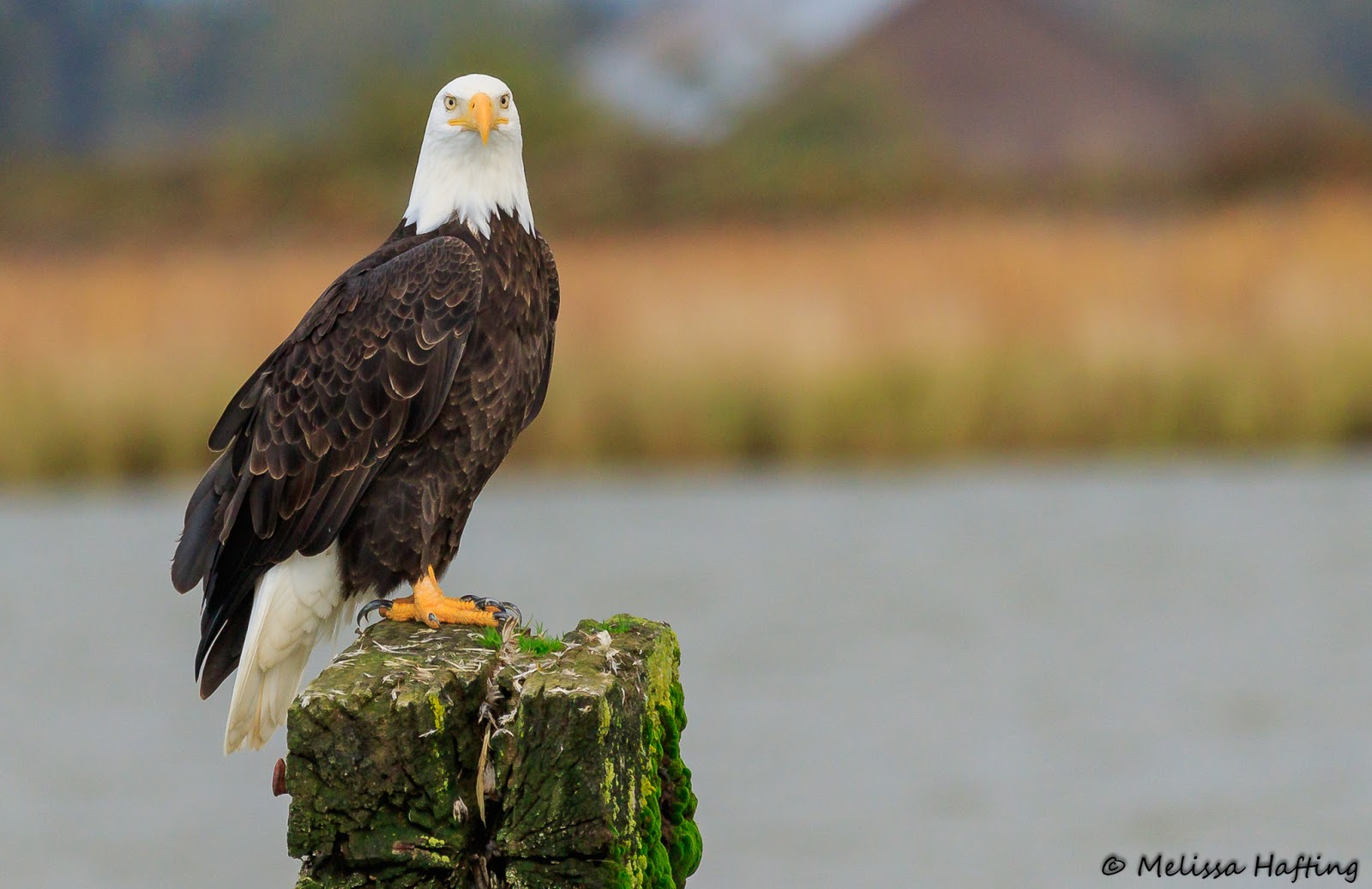 The Beautiful Bald Eagle...