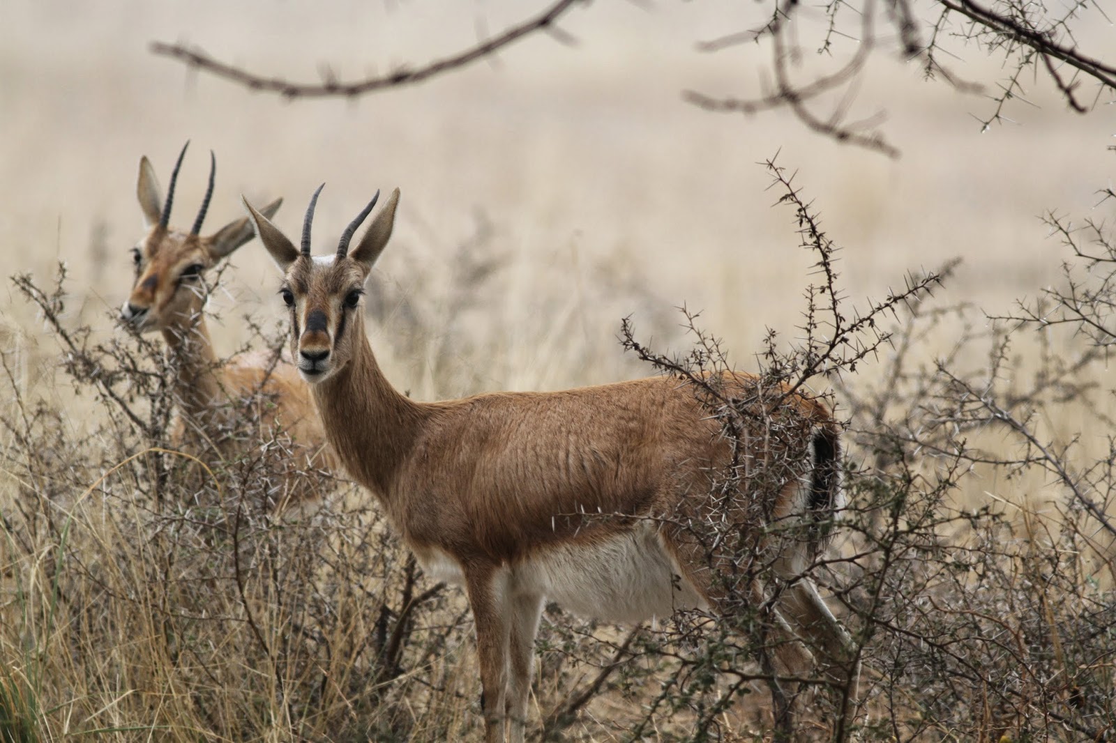 Birding Poole Harbour & Beyond: 24 Jan 14 - Antelopes & A Long Wished ...