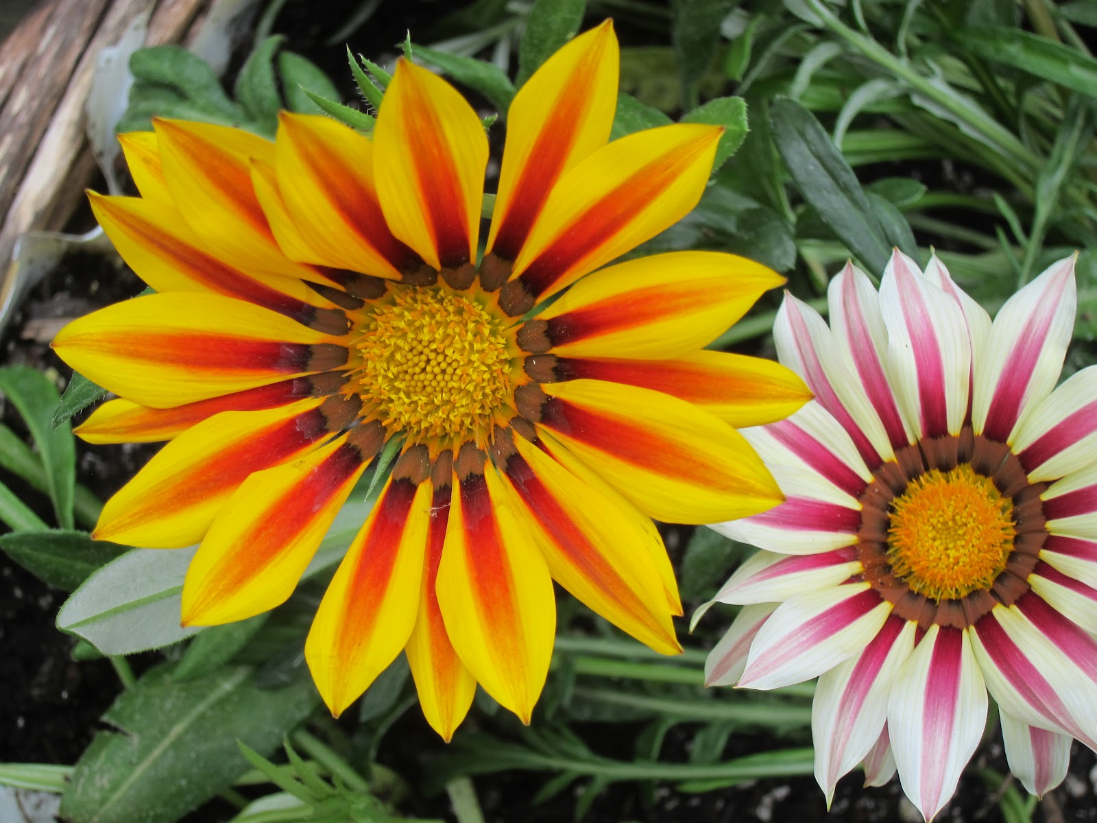 Quilting Dreams: May Flowers