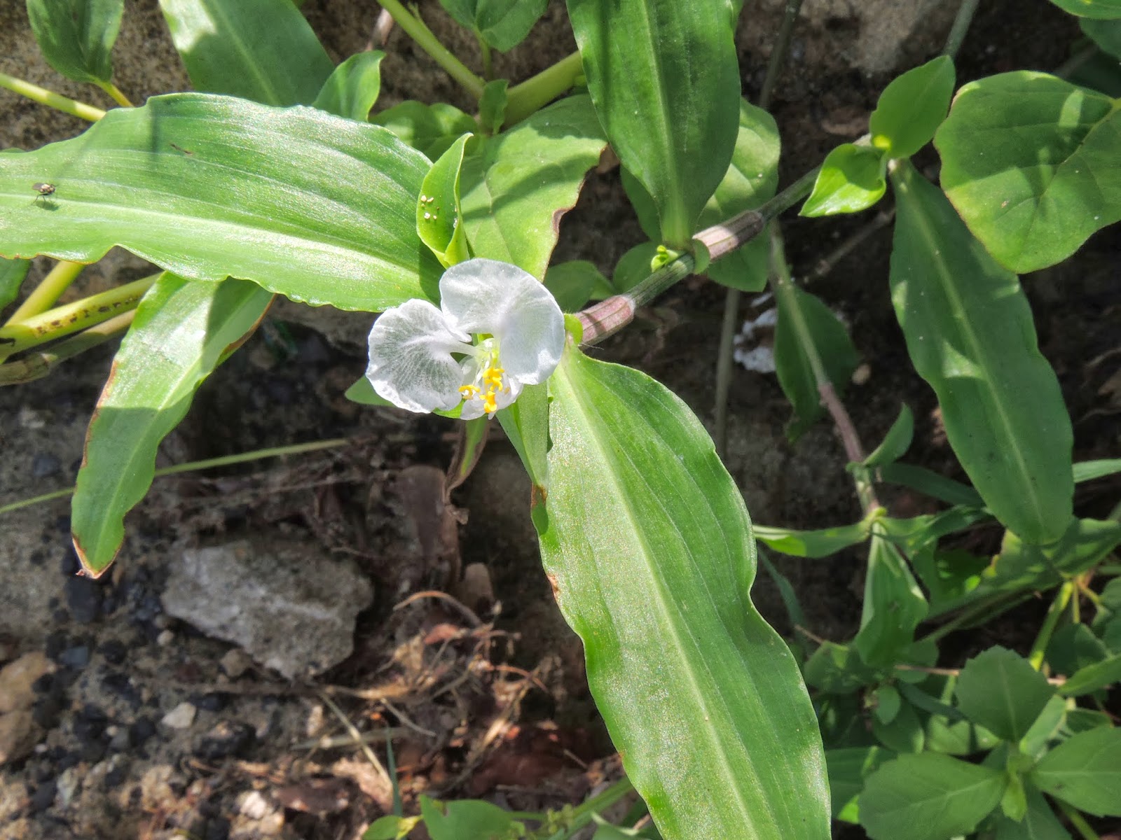 INVENTARIO DE ESPECIES EN EL SECTOR EL PASTILLO ISABELA, PUERTO RICO ...