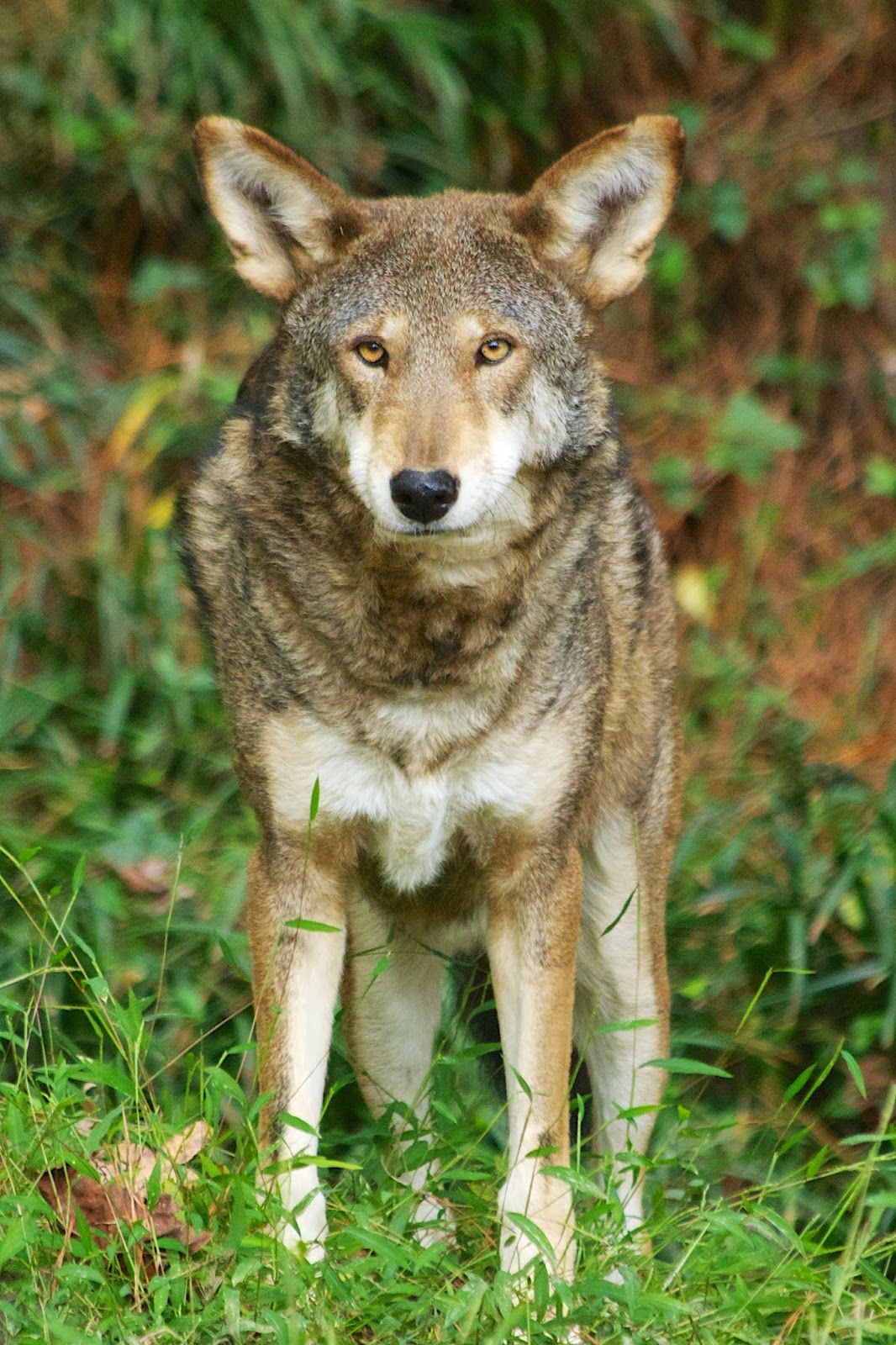 RETURN OF THE RED WOLF: RWSSP of the month—North Carolina Museum of ...