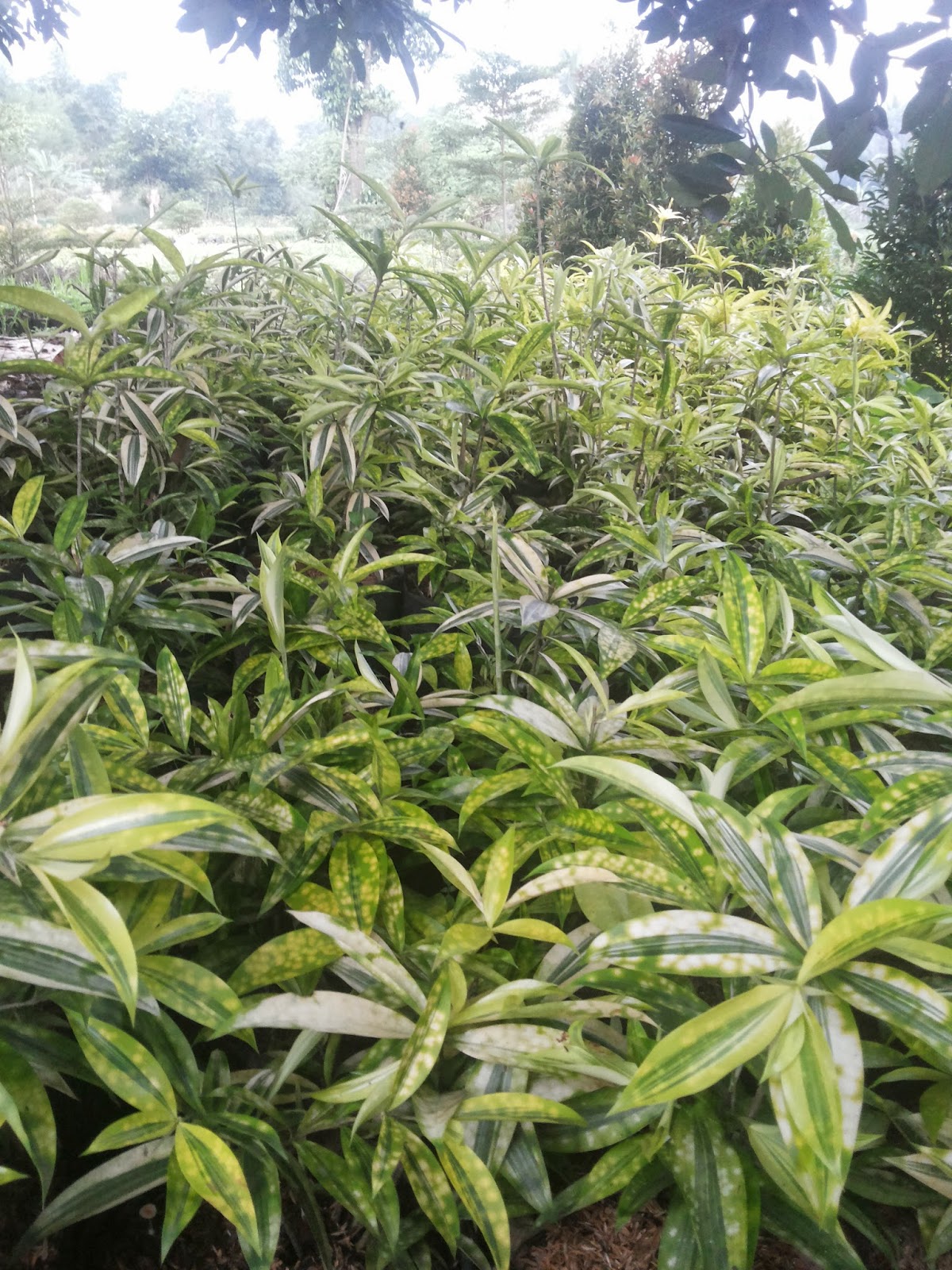 dome cemara felora: April 2014