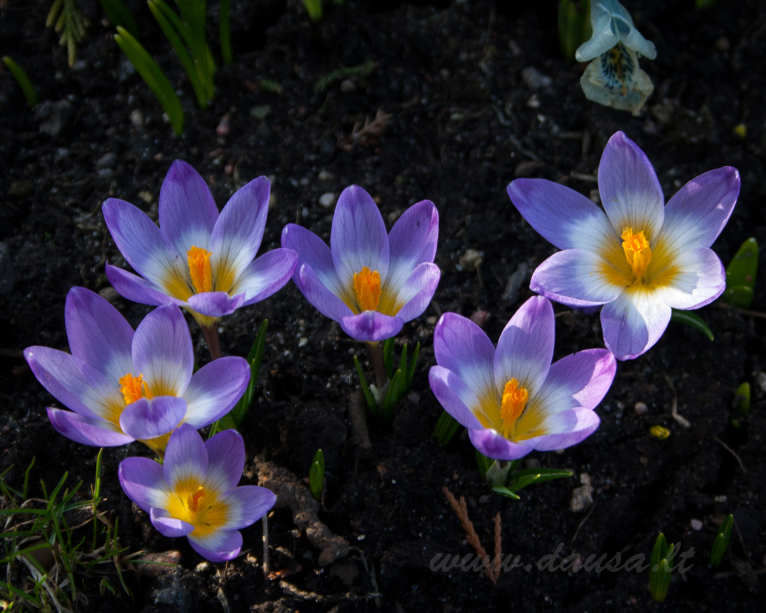 Gilės medis: Botaniniai krokai