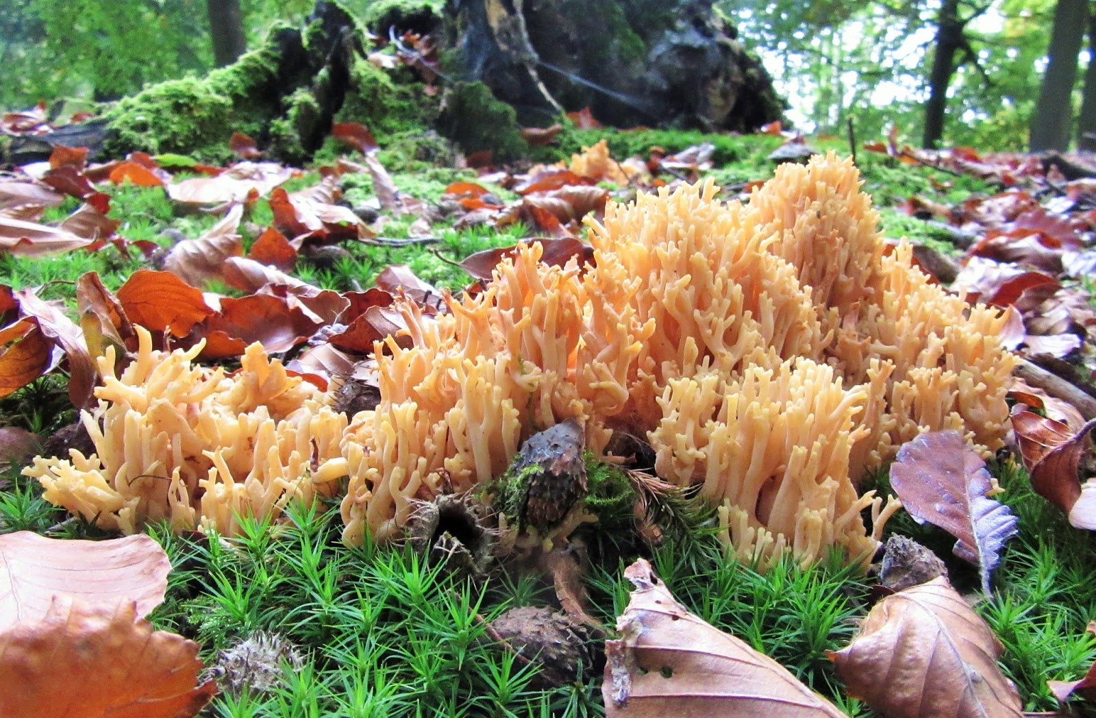 Bug Mad Girl: A week of weird and wonderful fungi for UK Fungus Day