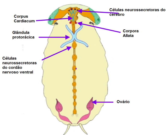 Fisiologia Animal: Sistema Endócrino de Insetos e a Aplicação Deste ...