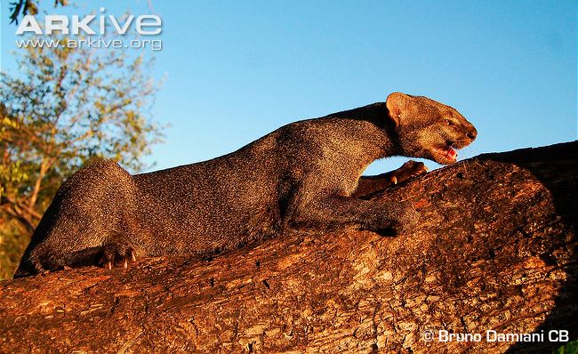 Domain of the C-Rex: Jaguarundis: Pygmy Pumas of Avatar