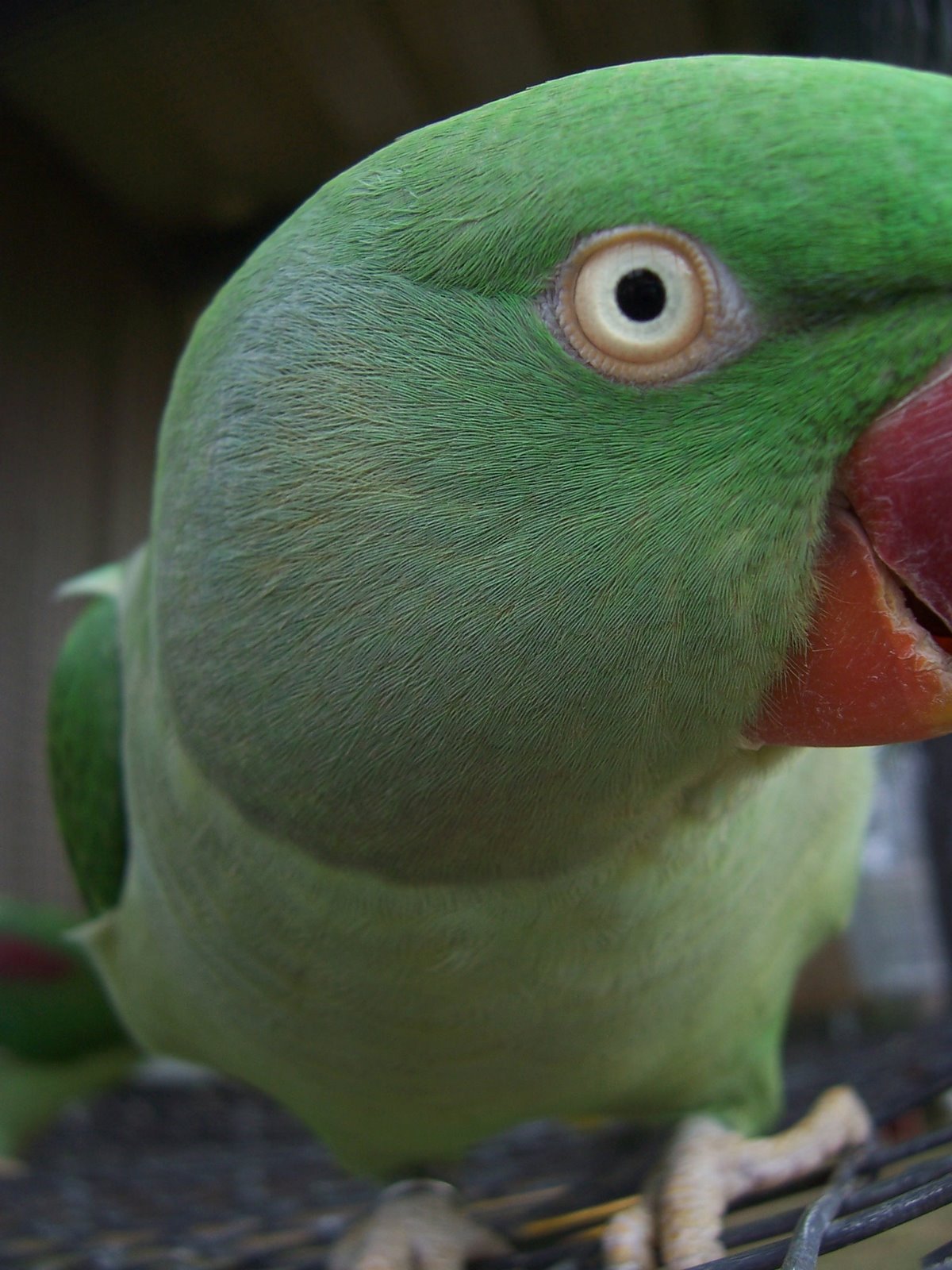 Barbara's Force Free Animal Training Talk: Do Animals Bluff?